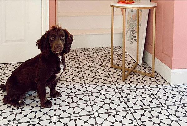 How To Help A Dog Get Used To Tile